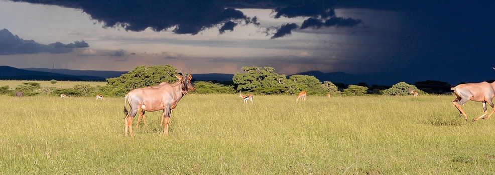 Kenya: Aberdare, Nakuru, Masai Mara, Naivasha e Mauricio . Il miglior ...